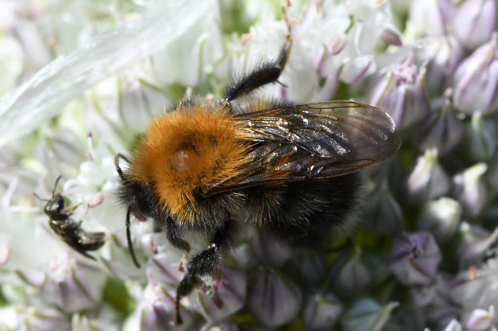 000_9780 maskerbijtje en boomhommel op de bloesem van een prei Foto ...